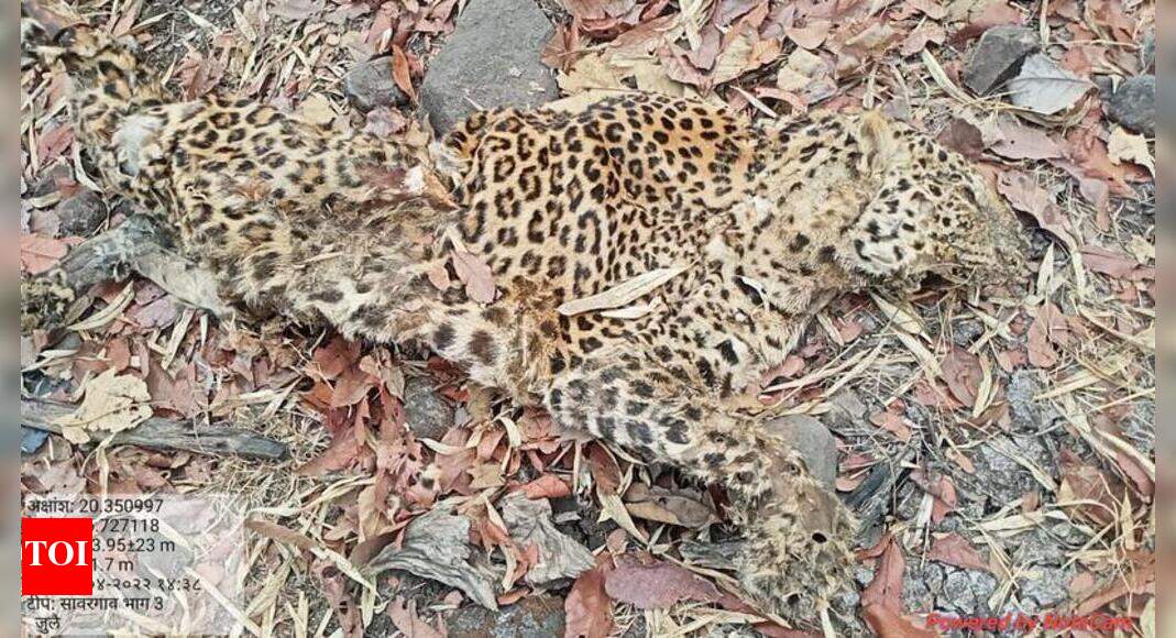 Akola leopard poaching exposed after 5 months, lens on foresters | Nagpur News - Times of India