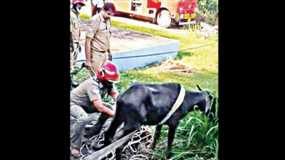 Firemen rescue buffalo from sewage pit | Thiruvananthapuram News ...
