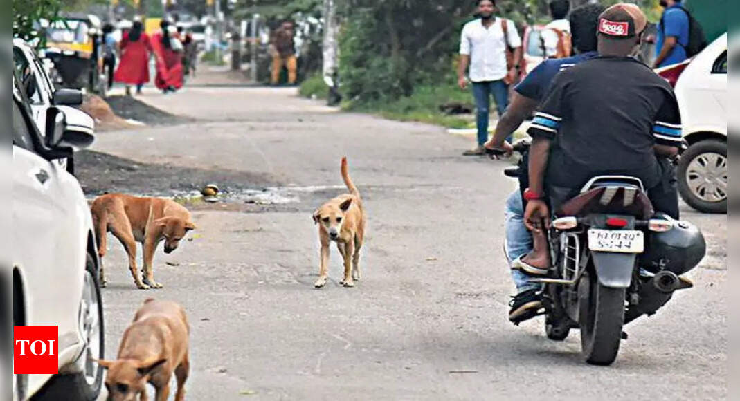 No feeding of stray dogs in crowded areas, says Thiruvananthapuram ...