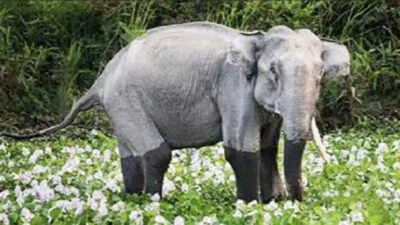 Wild elephant attacks man near Coimbatore | Coimbatore News - Times of India