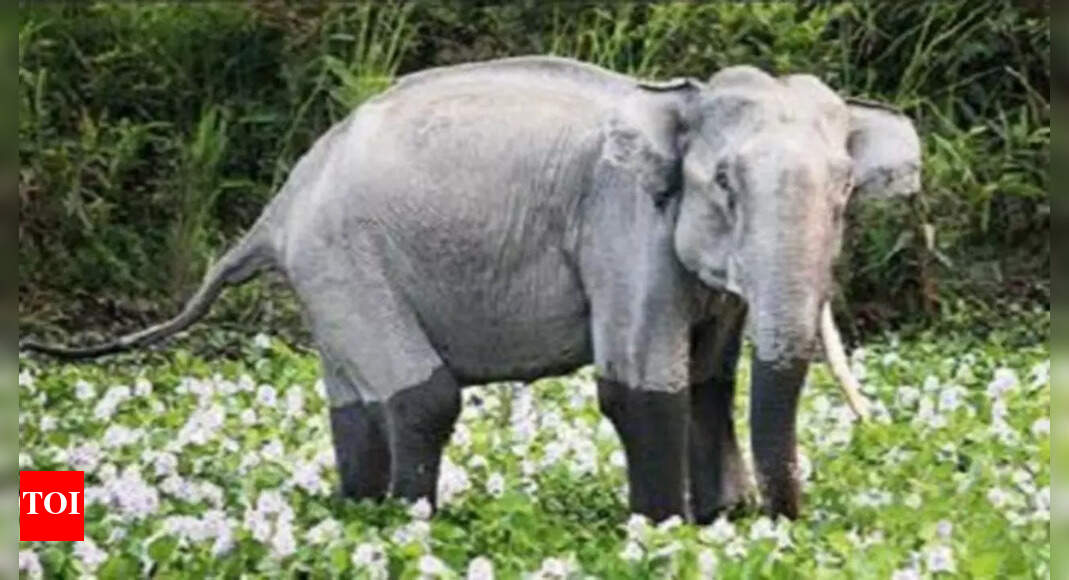 Wild elephant attacks man near Coimbatore | Coimbatore News - Times of ...