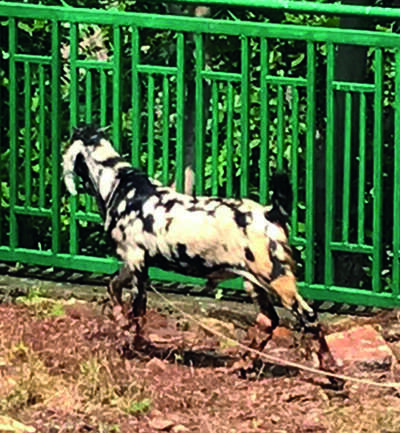 Bait-ed Breath: Meet The Luckiest Goat Alive | Bhopal News - Times of India