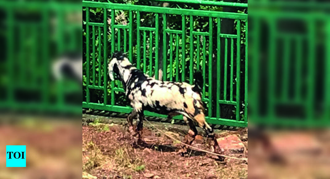 Kuno: Bait-ed Breath: Meet The Luckiest Goat Alive | Bhopal News ...