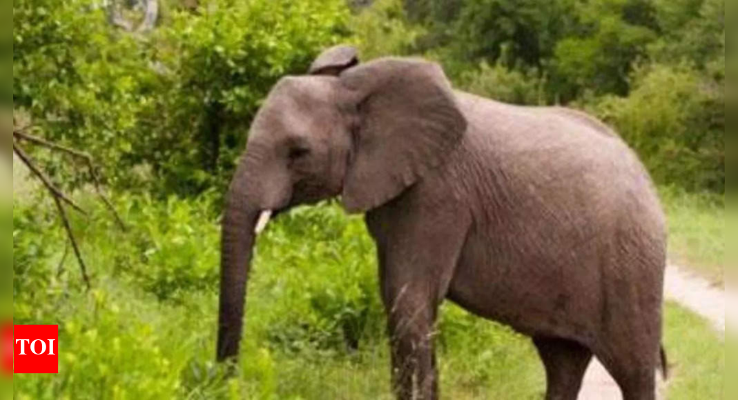 Man Injured In Elephant Attack | Coimbatore News - Times of India