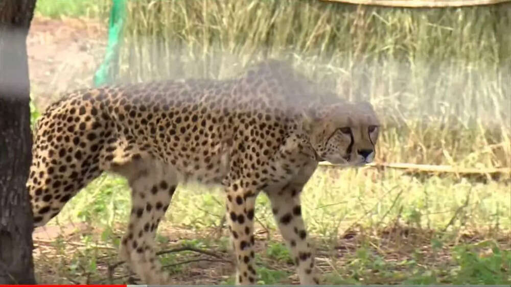 India releases eight cheetahs into wild, decades after local extinction ...