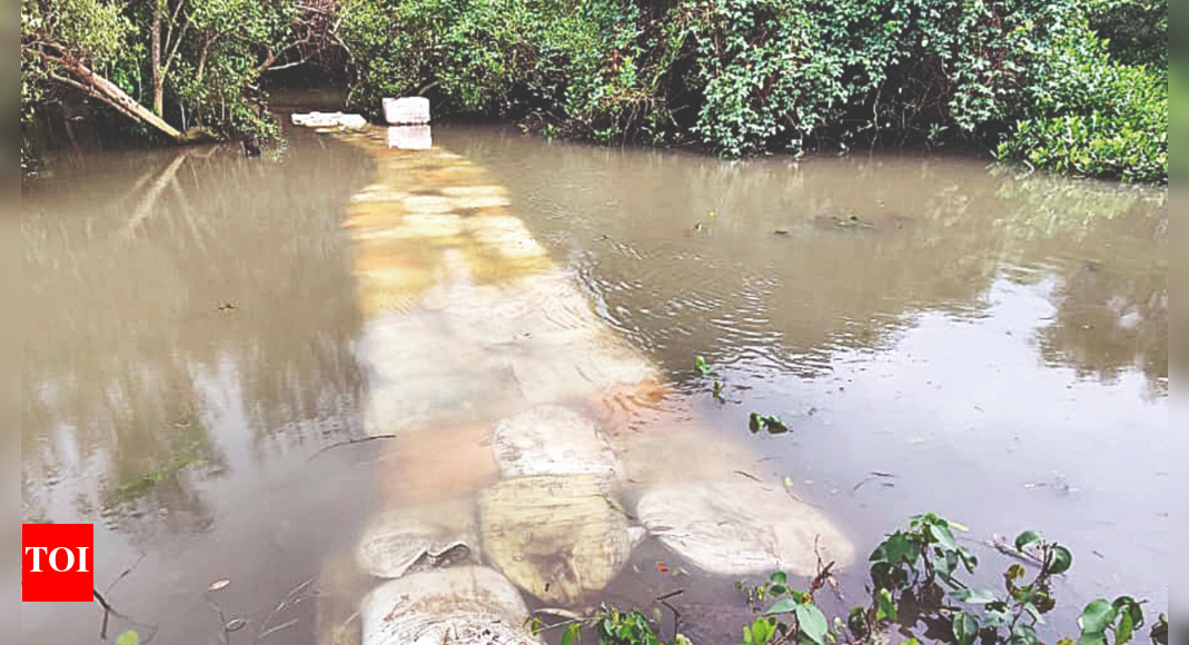 Kharghar: ‘around 500 Mangroves Killed Due To Construction Of Illegal ...