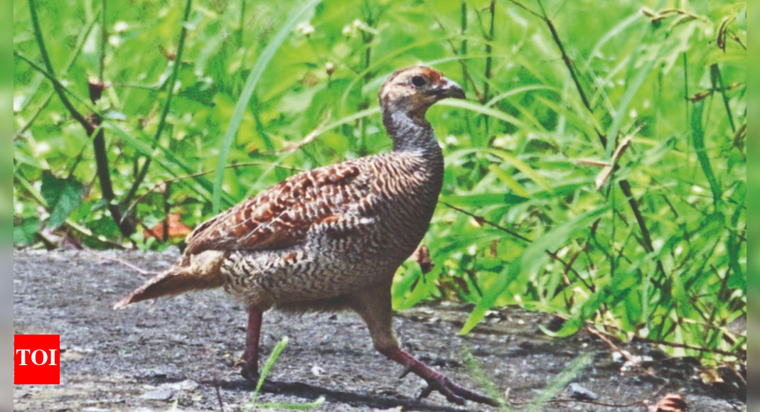 Grey Francolin: Bird Experts Spot Ground-living Grey Francolin In ...