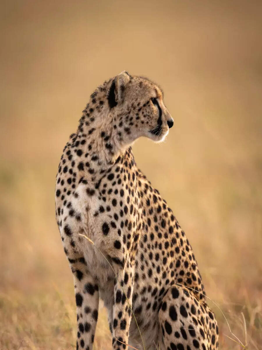 Cheetahs are back in India, a saga of world's fastest cats | Times of India