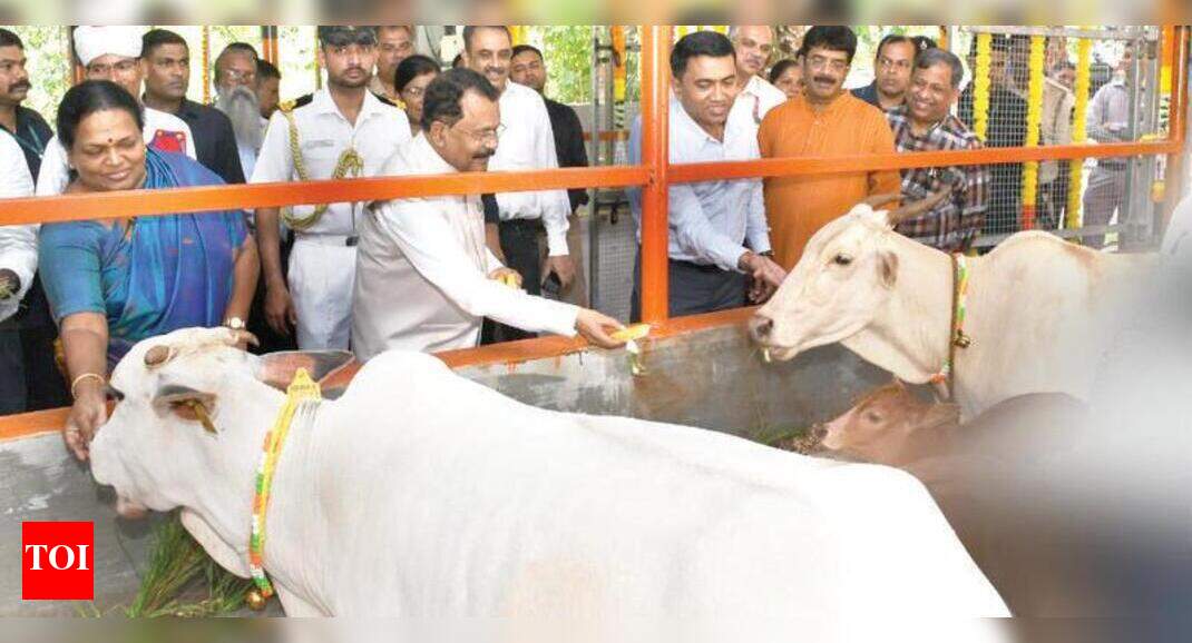 Goa gets its first goshala for indigenous shwet kapila cows | Goa News ...
