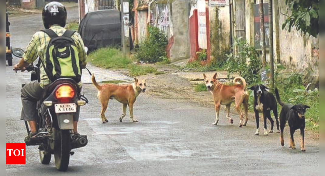 Corp Special Council: Corp Special Council Approves Action Plan For ...