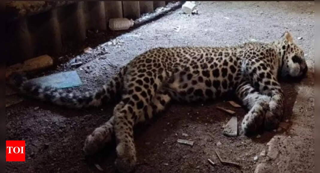 Leopard found dead inside Film City in Mumbai | Mumbai News - Times of ...