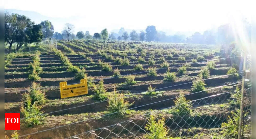 Himachal Pradesh: Una district to turn into ‘fruit hub' on the pattern ...