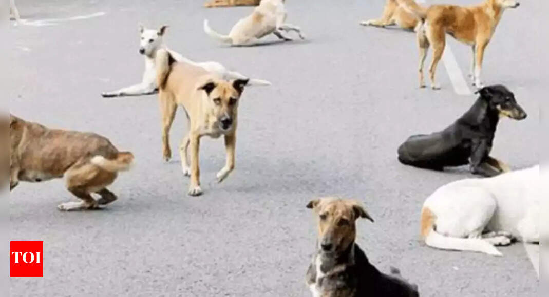 Karnataka: Irked by barking, man kills dog with air gun | Bengaluru ...