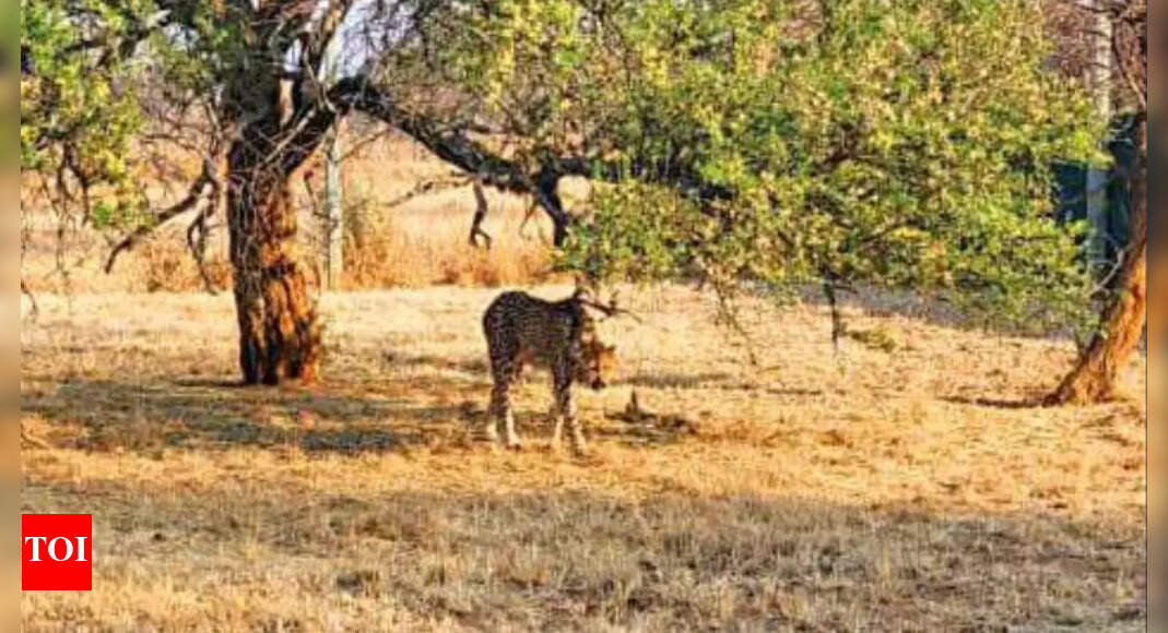 Sprint of Hope: PM Narendra Modi names Kuno cheetah 'Asha' | Bhopal ...