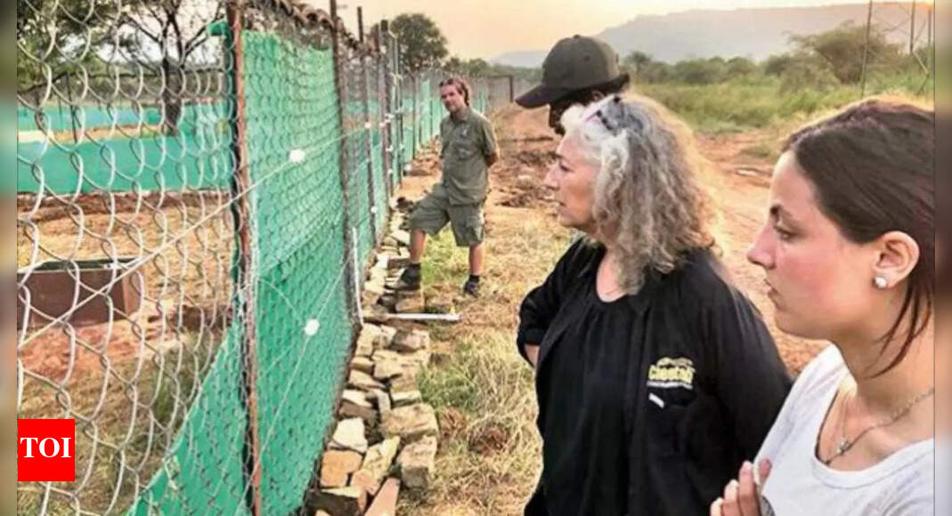 Project Cheetah: ‘India is going to be a success story, it may take ...