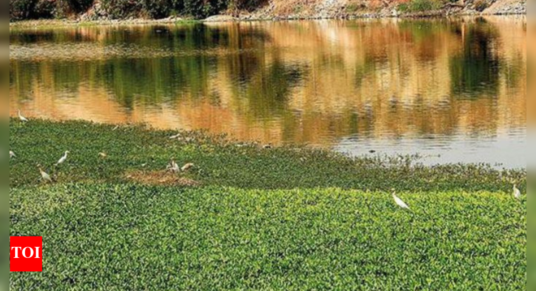 Zilla Panchayat: C’nagar Zp Begins 2nd Phase Of Lake Rejuvenation Work ...