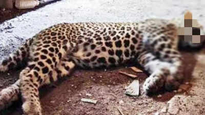 Nine-month-old leopard found dead in Mumbai | Mumbai News - Times of India