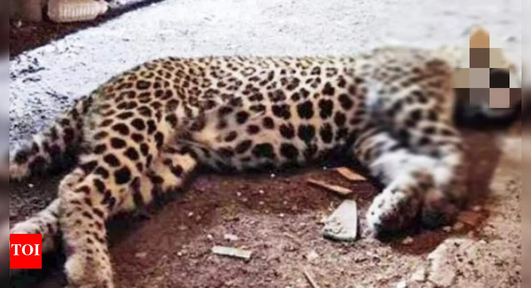 Nine-month-old leopard found dead in Mumbai | Mumbai News - Times of India