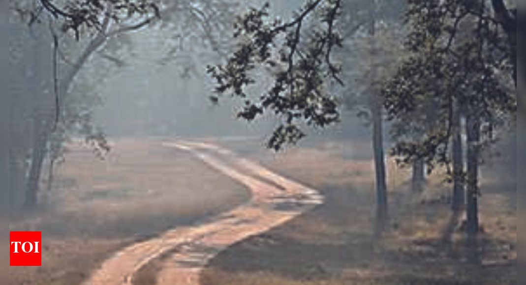 Eight-ft-long Python Swallows Goat, Rescued | Ranchi News - Times of India