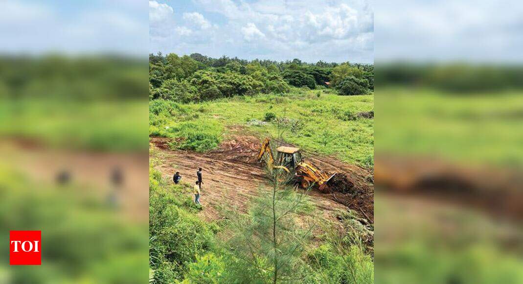 Govt files FIR for disturbance near turtle nesting site at Morjim | Goa ...