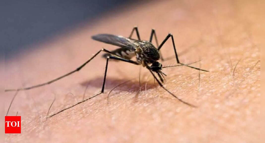 20% of new dengue cases showing severe drop in platelet count: Doctors | Pune News - Times of India