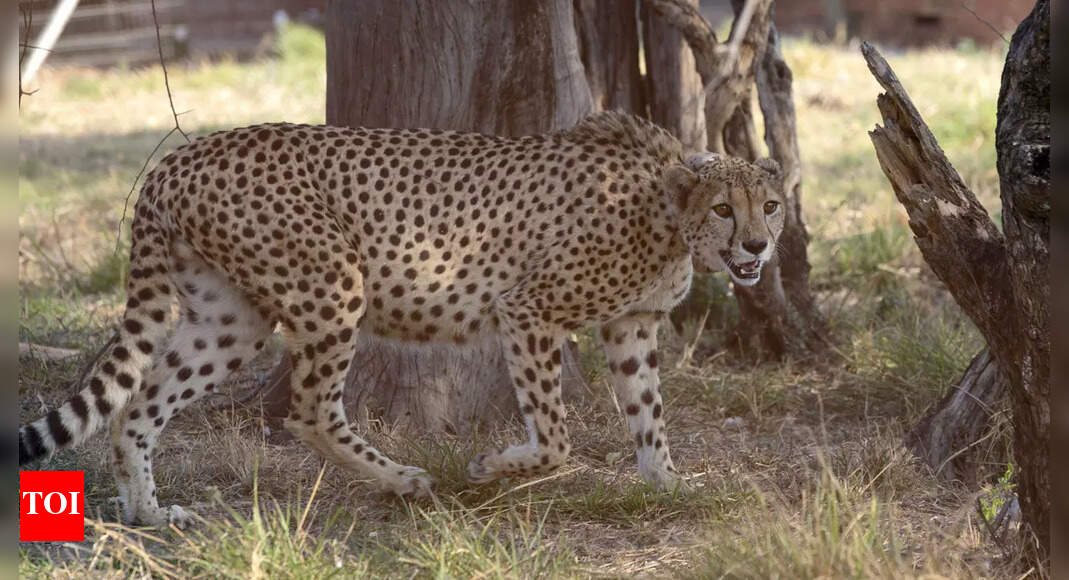 Cheetah: India's Project Cheetah a landmark in conservation, says ...