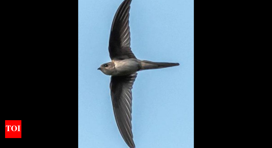 Bird With Last Recorded Sighting In 1977 Spotted, Photographed At Obs ...