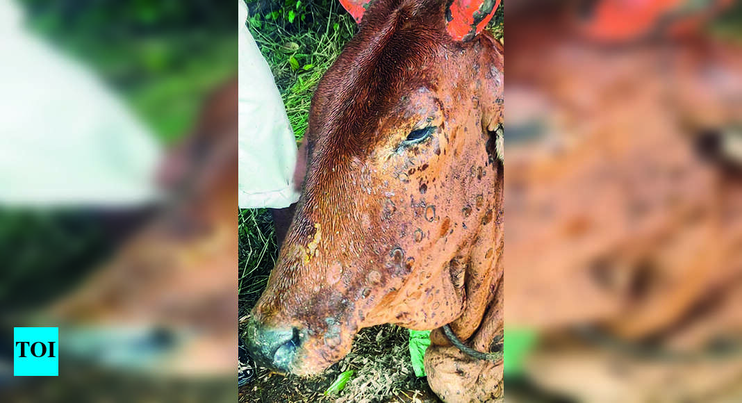 Lsd: Lsd Effect Visible In Internal Organs | - Times of India