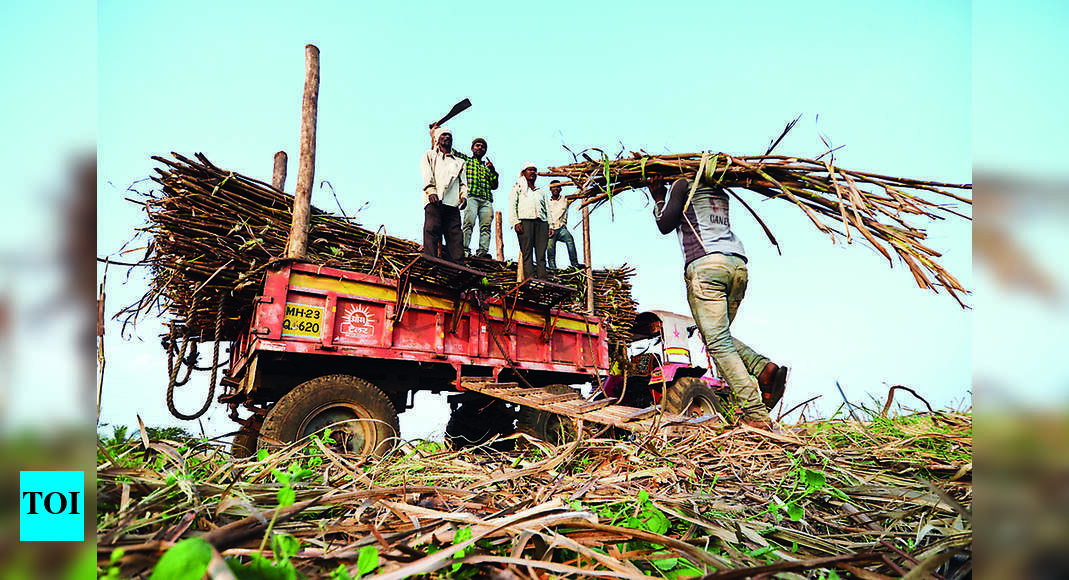 Maharashtra: Maha Sugar Cane Crushing Season To Start On Oct 15 ...