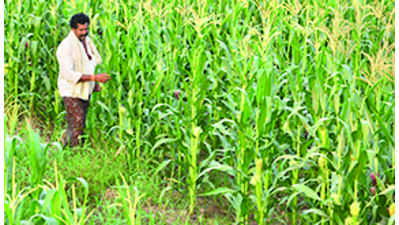 Msp: Procurement Of Paddy On Msp From Nov 1: Baghel | Raipur News ...