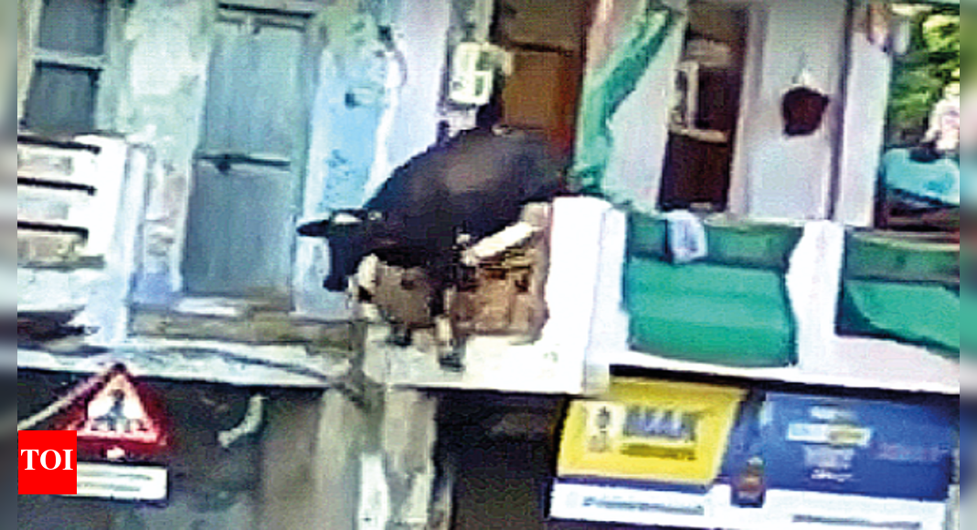 Ahmedabad: Stray cow jumps off balcony | Ahmedabad News - Times of India