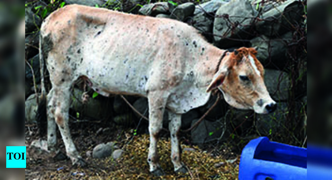 Lsd Cases Spike In Cows, State Races To Get Herd Immunity | - Times of ...