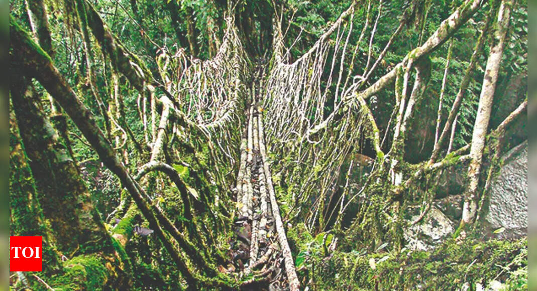 Meghalaya: Centuries-old Living Root Bridges Of Meghalaya Hit By Water ...
