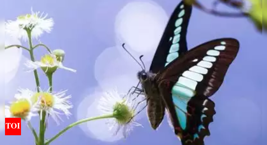 Goa: Forest department to survey butterflies in Bondla over this ...