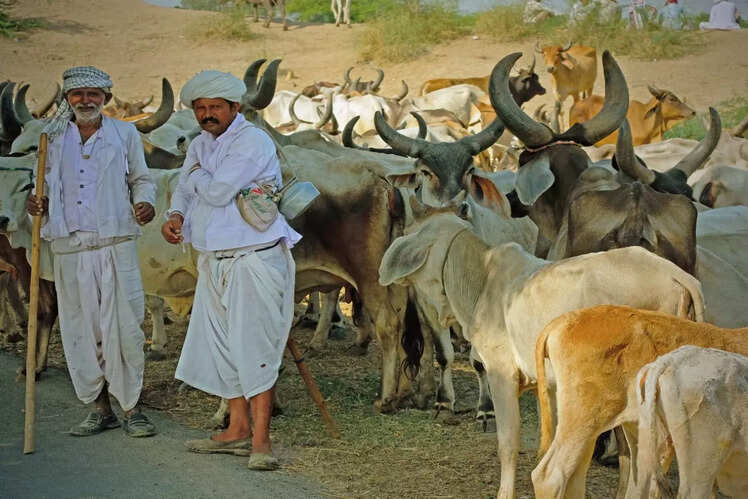 Gujarat’s best-kept secrets we bet you didn’t know about! | Times of ...