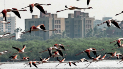 Maharashtra: Supreme Court clarifies ESZ curbs, relief for developers ...