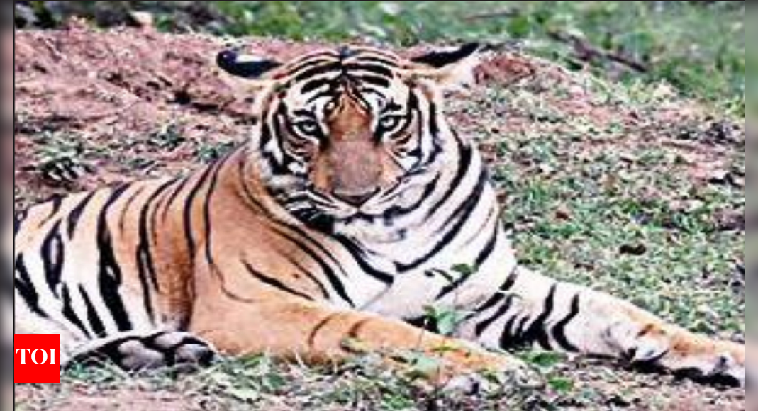 Vizianagaram: Tiger continues to scare Vizianagaram villages ...