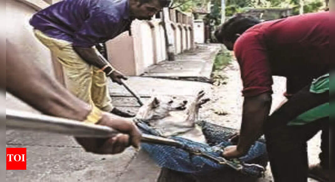 Corp’s Phase-ii Vax Drive For Stray Dogs To Begin Today ...