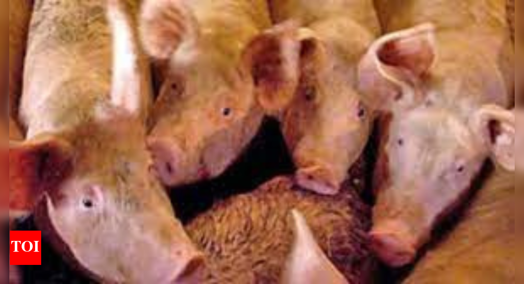 African swine fever: Culling of 600 pigs underway in Haryana's Ambala ...