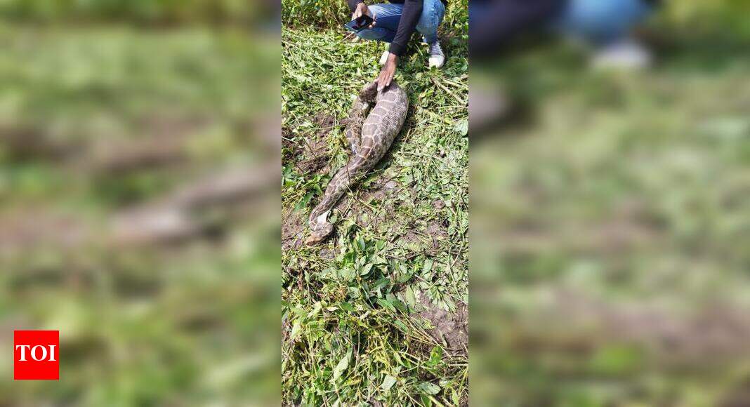 Rock python swallows goat, rescued amid fear of attack by locals ...