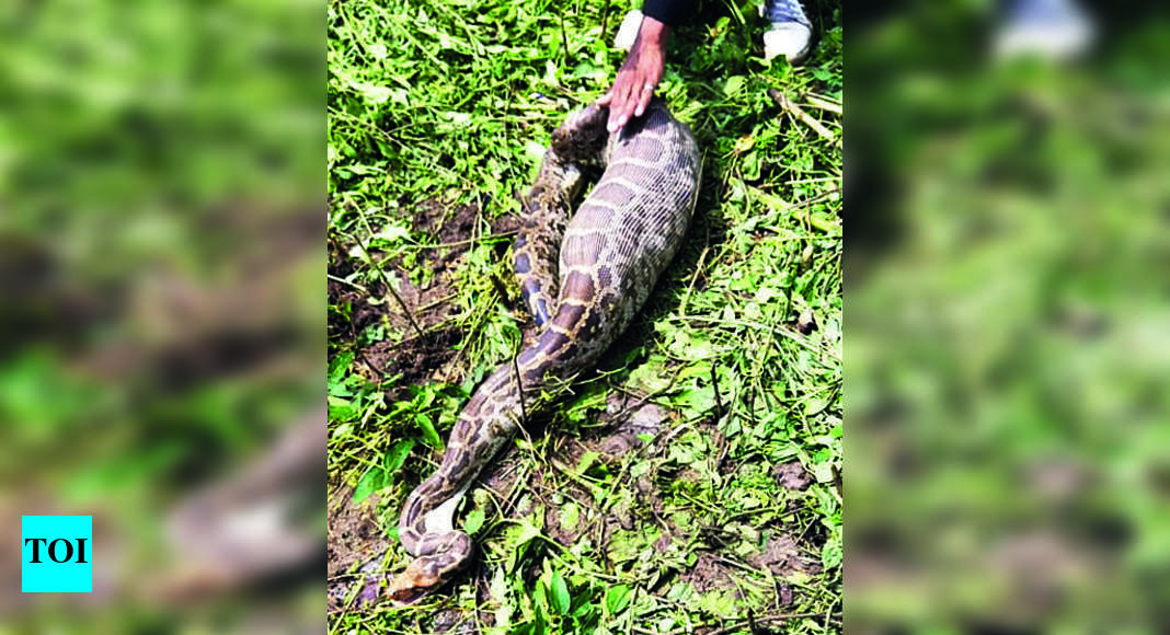 7-feet Rock Python Swallows Goat, Rescued Amid Fear Of Attack By Locals ...