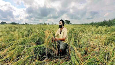 Punjab witnesses heavy rain in late September after 34 years ...
