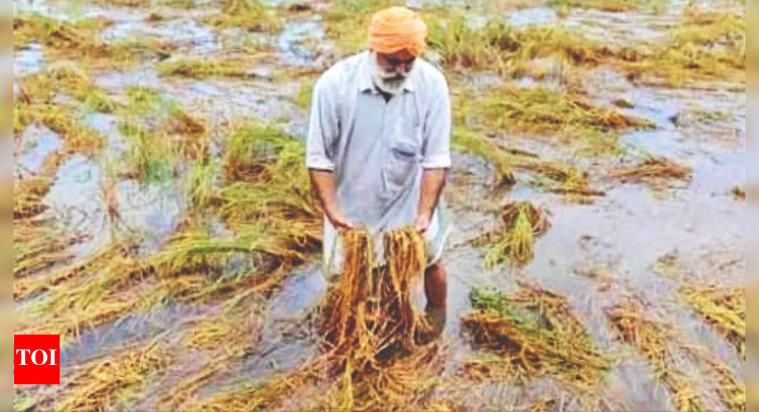 Pilibhit: Overnight Rain Floods Parts Of Pilibhit Dist | Bareilly News ...