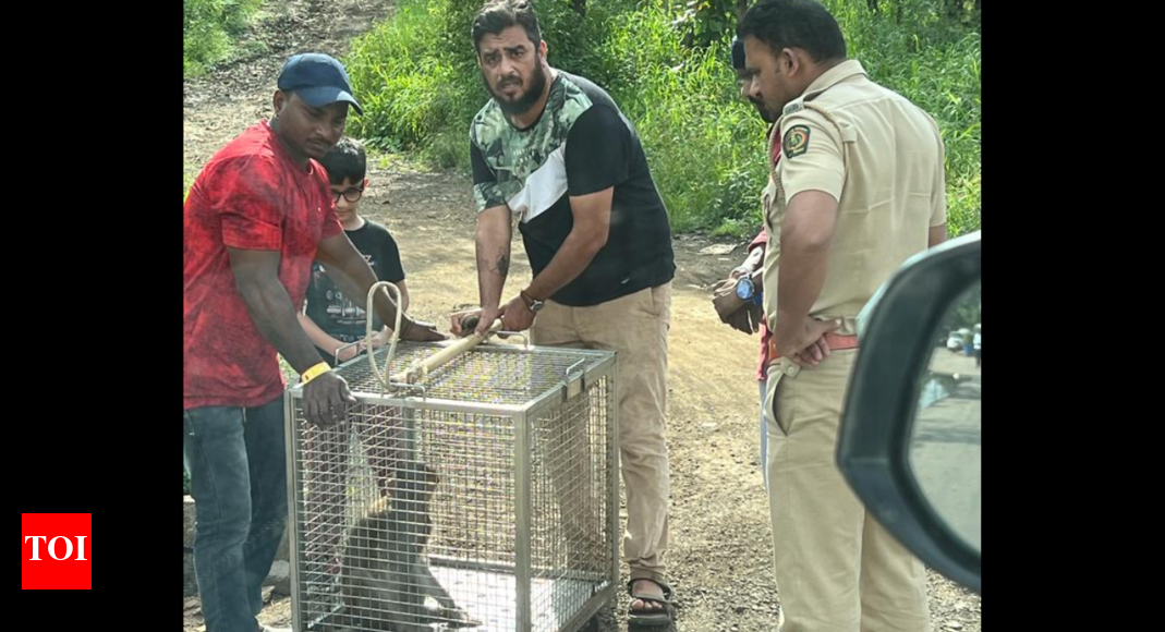 Thane: Monkey strays into police station, attempts to snatch 1-month ...