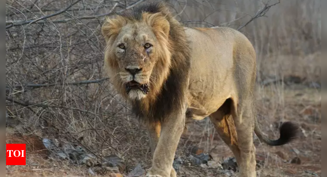 Mumbai: Two lions to come to Sanjay Gandhi National Park | Mumbai News ...
