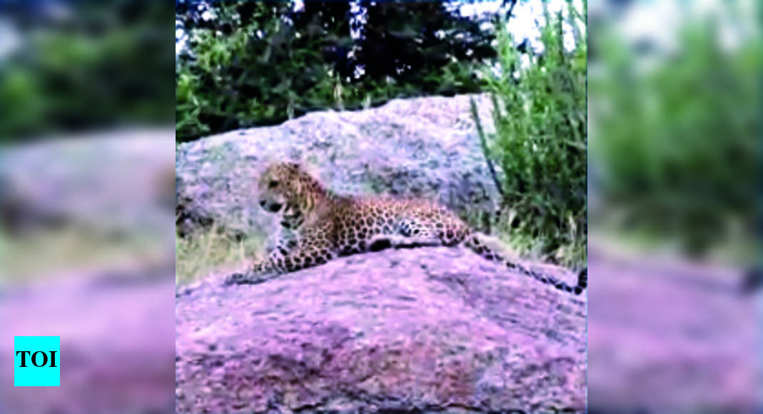 Gypsy Driver Throws Stone At Leopard For ‘action Shot’ | Jaipur News ...
