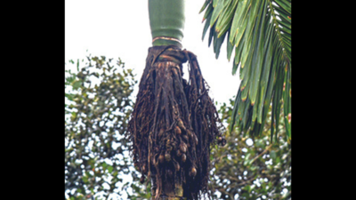 Fruit Rot Disease: Areca Growers Demand Relief | Mangaluru News - Times ...
