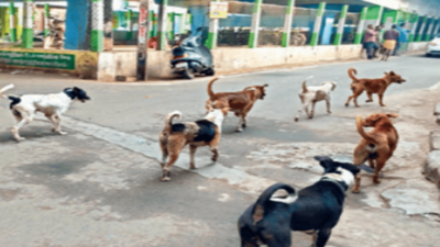 Stray Dog Menace Worsens With Suspension Of Abc Drive | Trichy News ...