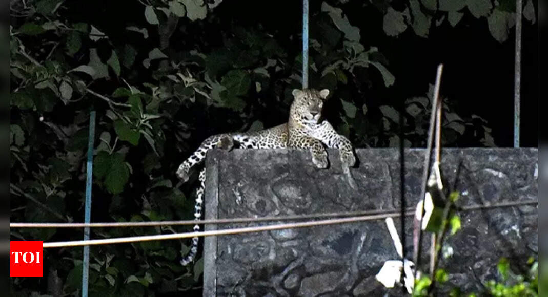 How we can live peacefully with leopard in the backyard | India News ...
