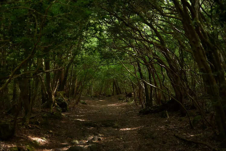 Haunted or mysterious? These incredible forests will leave you wanting ...